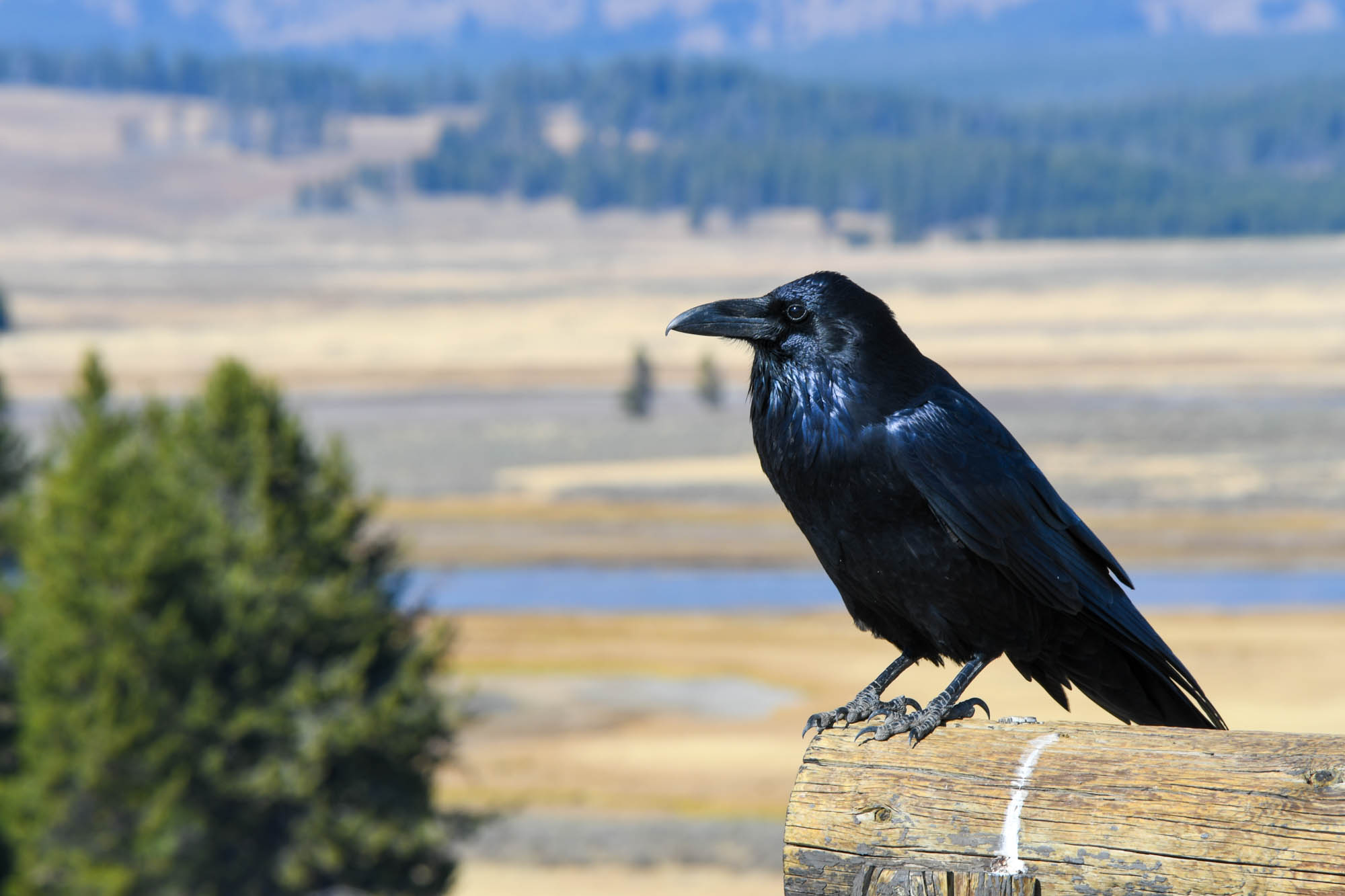 Yellowstone – Thomas Reed Photography